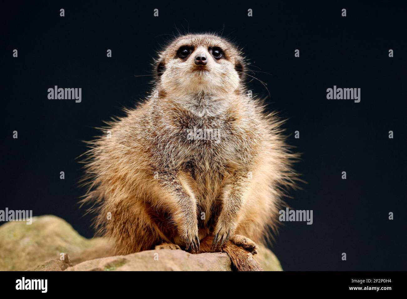 Meerkat (Suricata suricatta), captive, Germany Stock Photo - Alamy