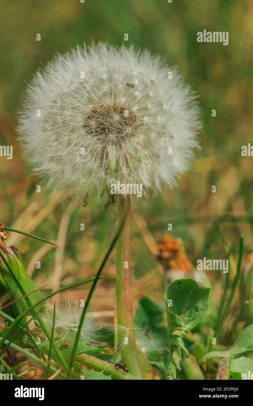 Dandelion seeds red background hi-res stock photography and images - Alamy