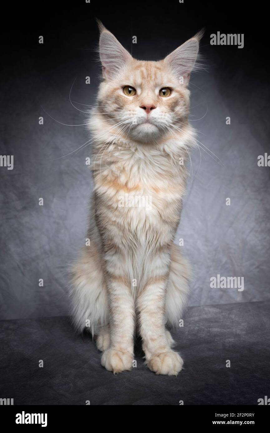 slim and skinny cream tabby maine coon kitten sitting on gray concrete ...