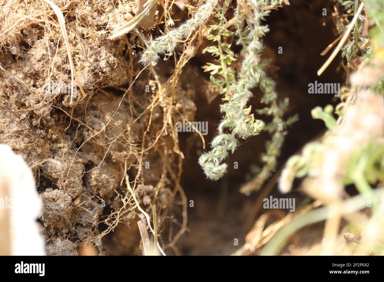 Devon insects hi-res stock photography and images - Alamy