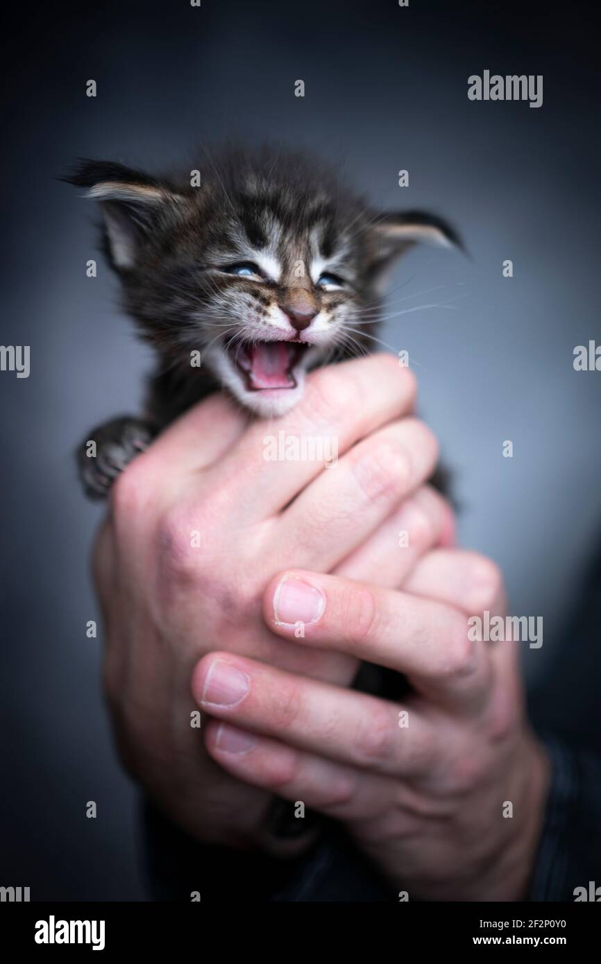male hands holding 2 week old maine coon kitten meowing Stock Photo - Alamy