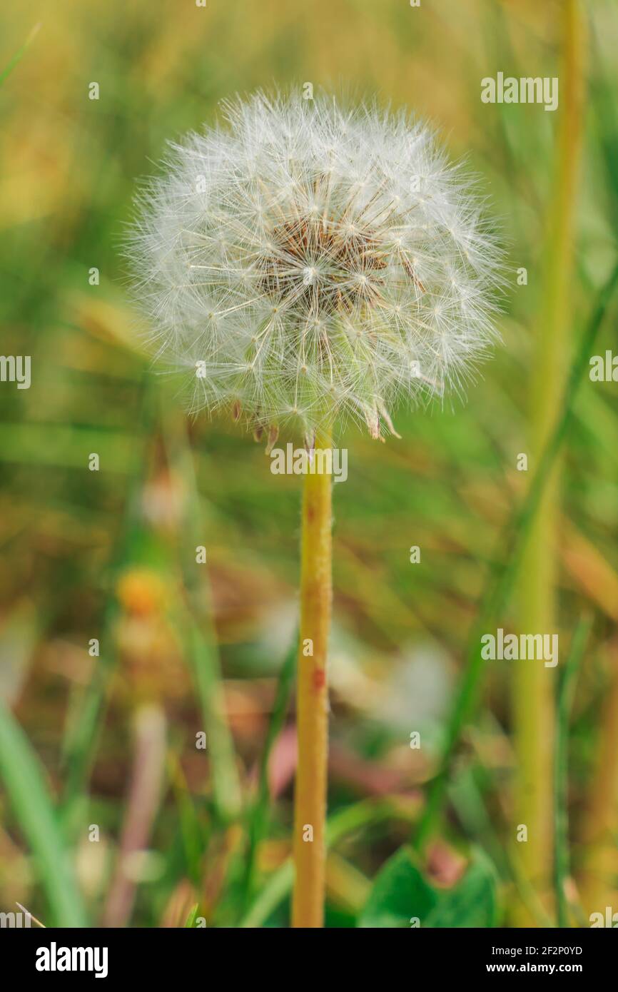 Dandelion with flying seeds and flower stalks in a meadow. Completely ...