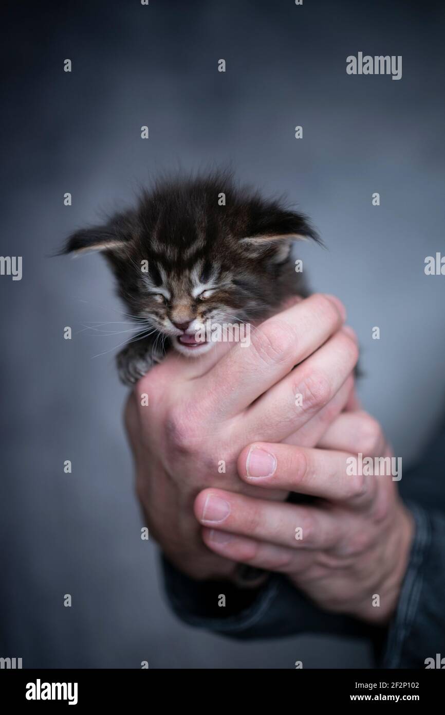 male hands holding 2 week old maine coon kitten meowing Stock Photo - Alamy