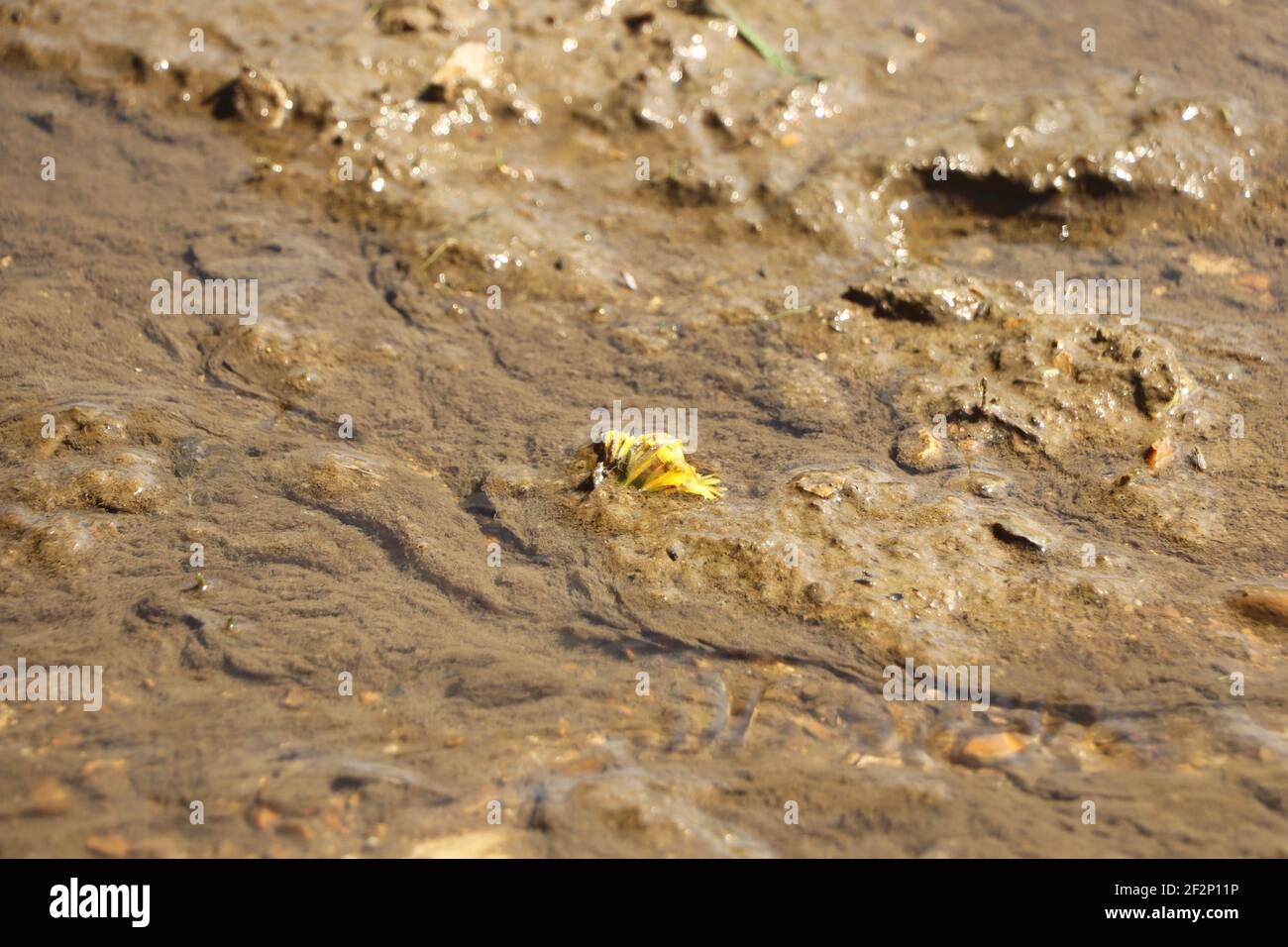 Ground level close up of mud and water sloshing down a stream Stock ...
