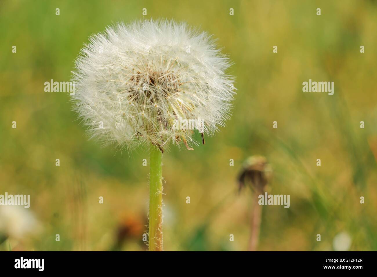 Blossom of a dandelion in spring. Flower in detail with seeds on the ...