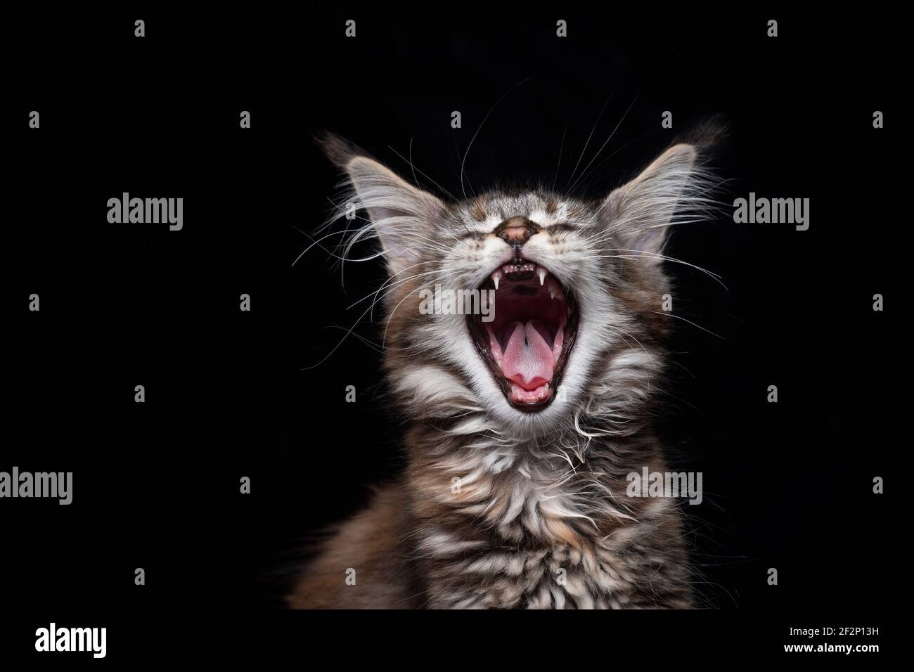 maine coon kitten with mouth wide open yawning on black background with ...