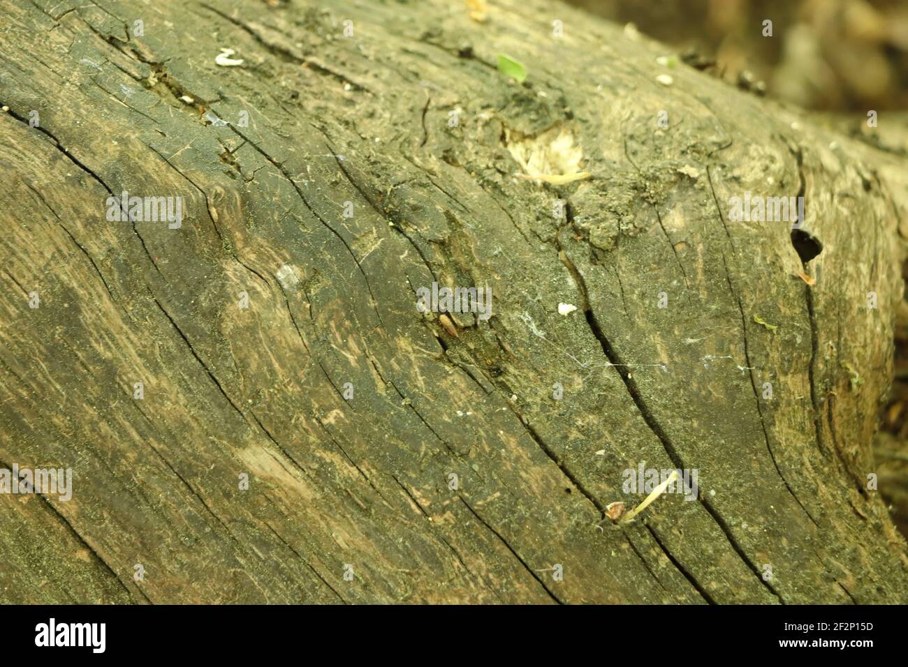 Cracks In Log High Resolution Stock Photography and Images - Alamy