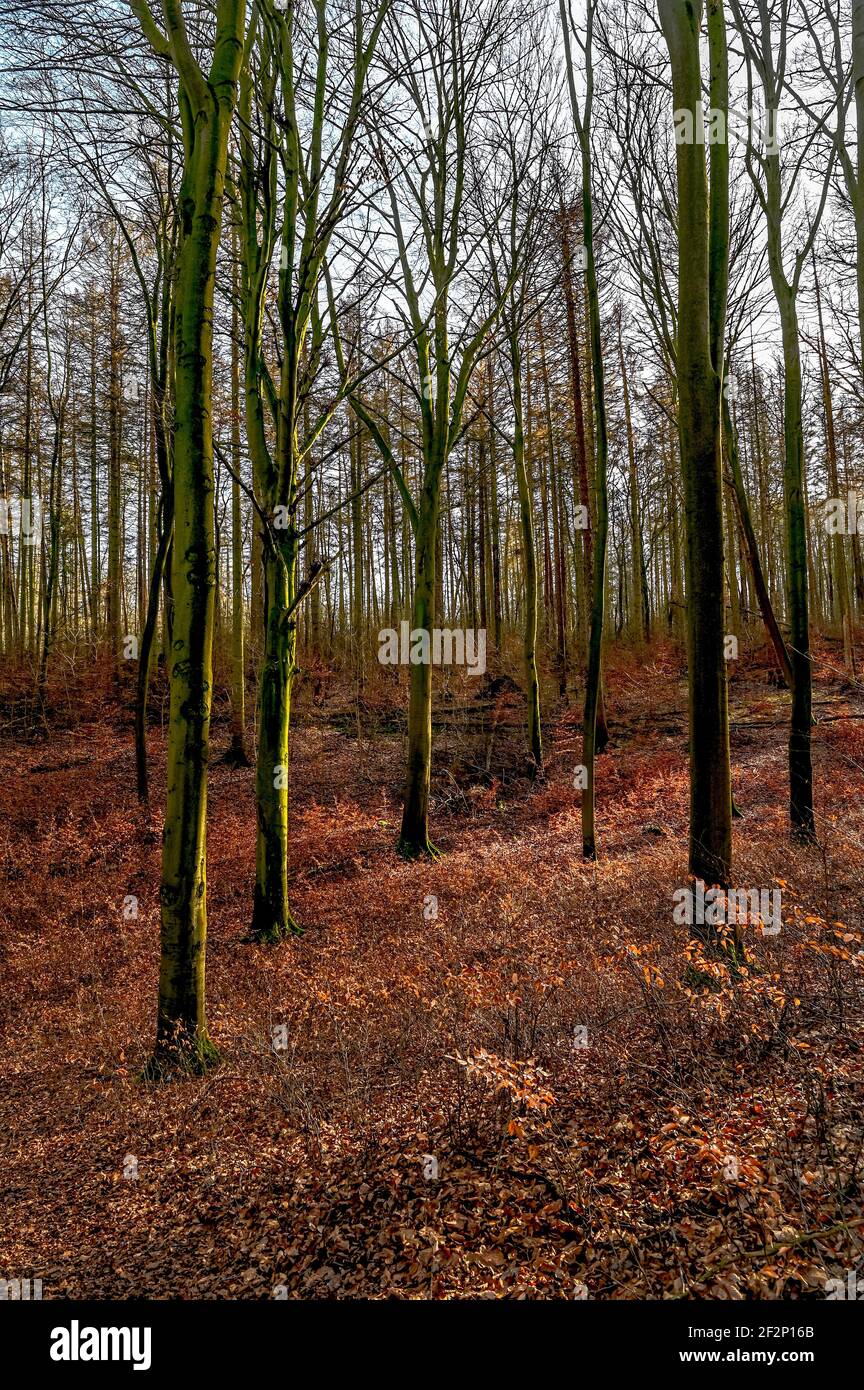 Hiking through a forest in spring Stock Photo - Alamy