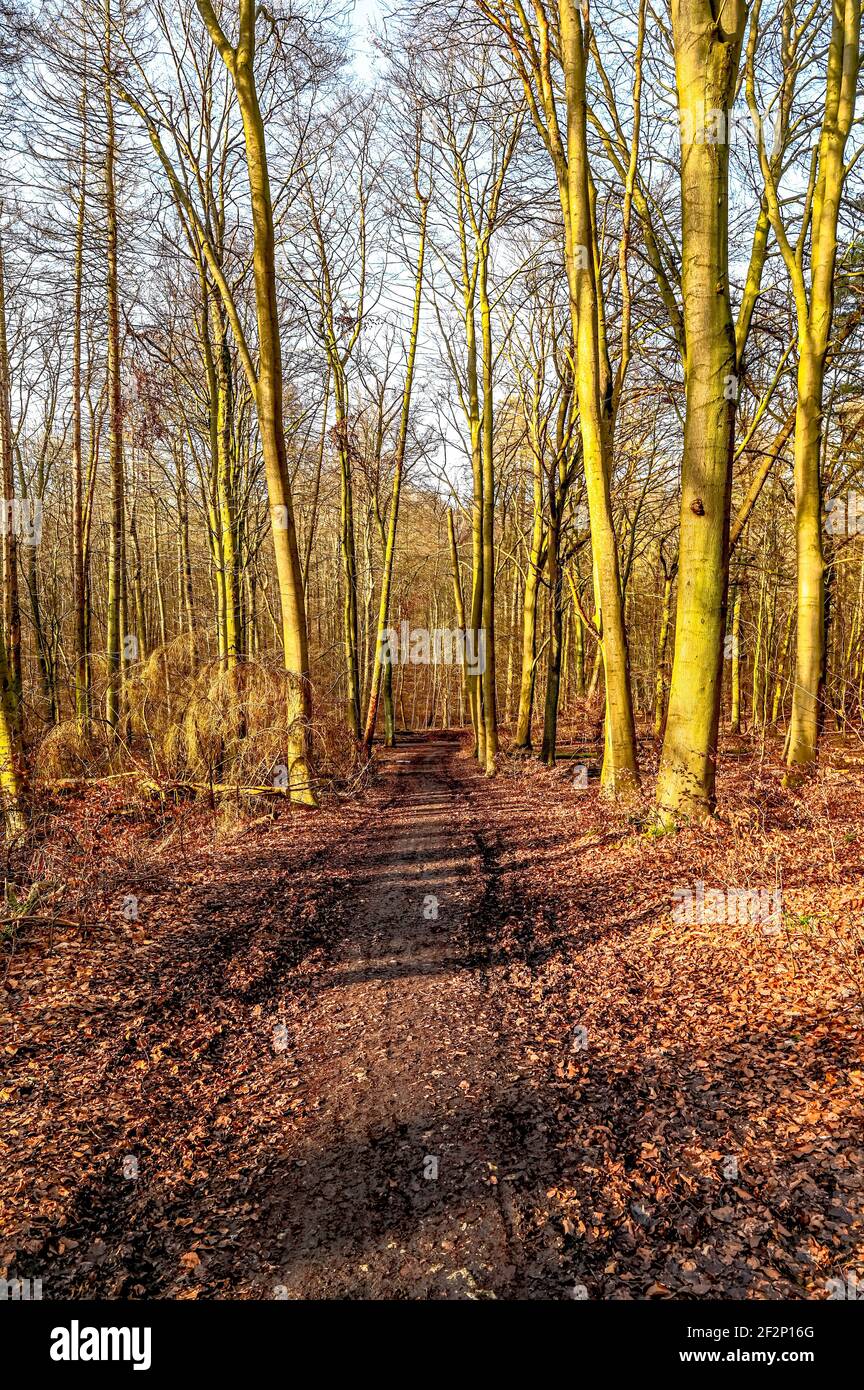 Hiking through a forest in spring Stock Photo - Alamy