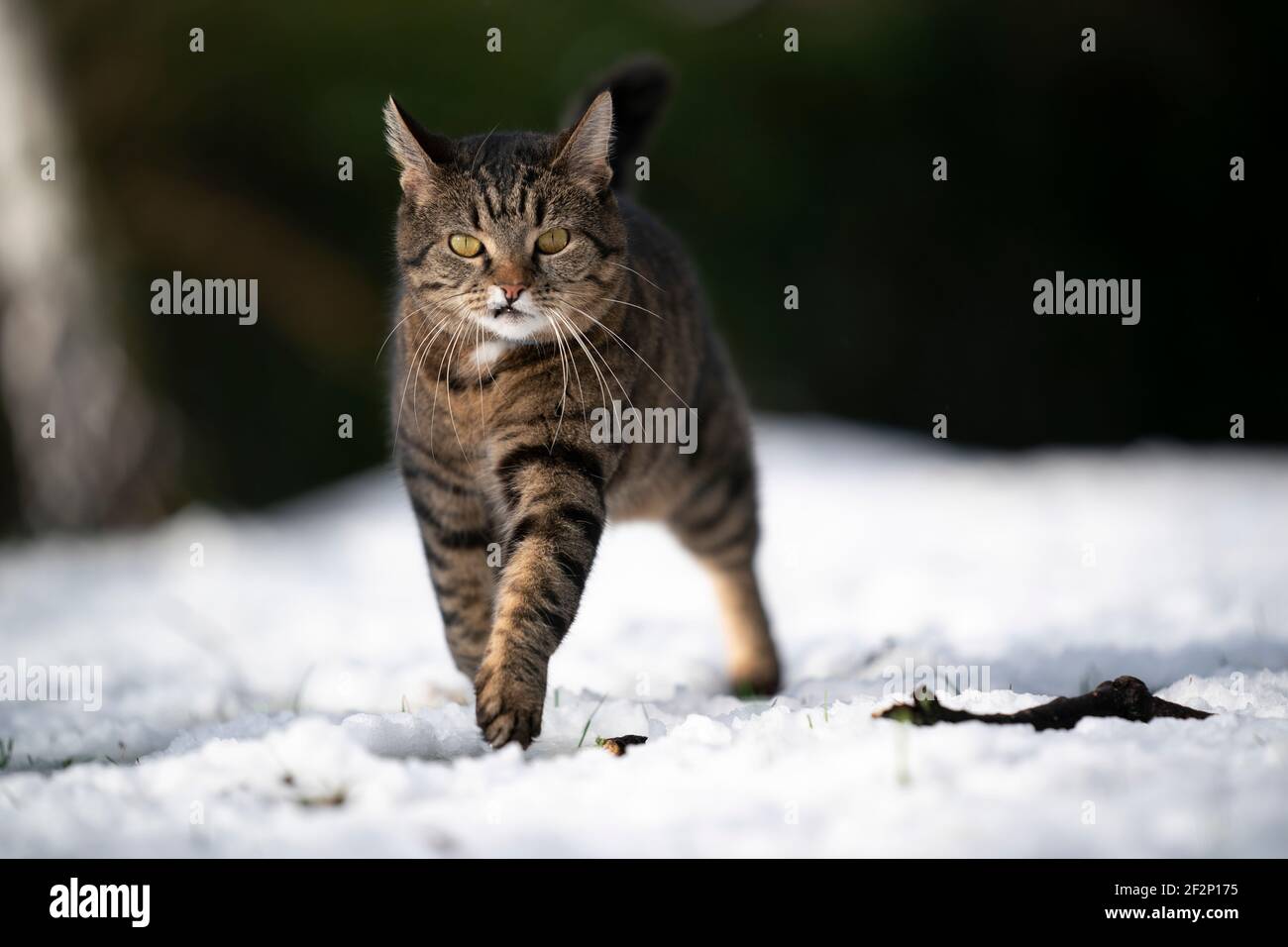 Snaggletooth hi-res stock photography and images - Alamy