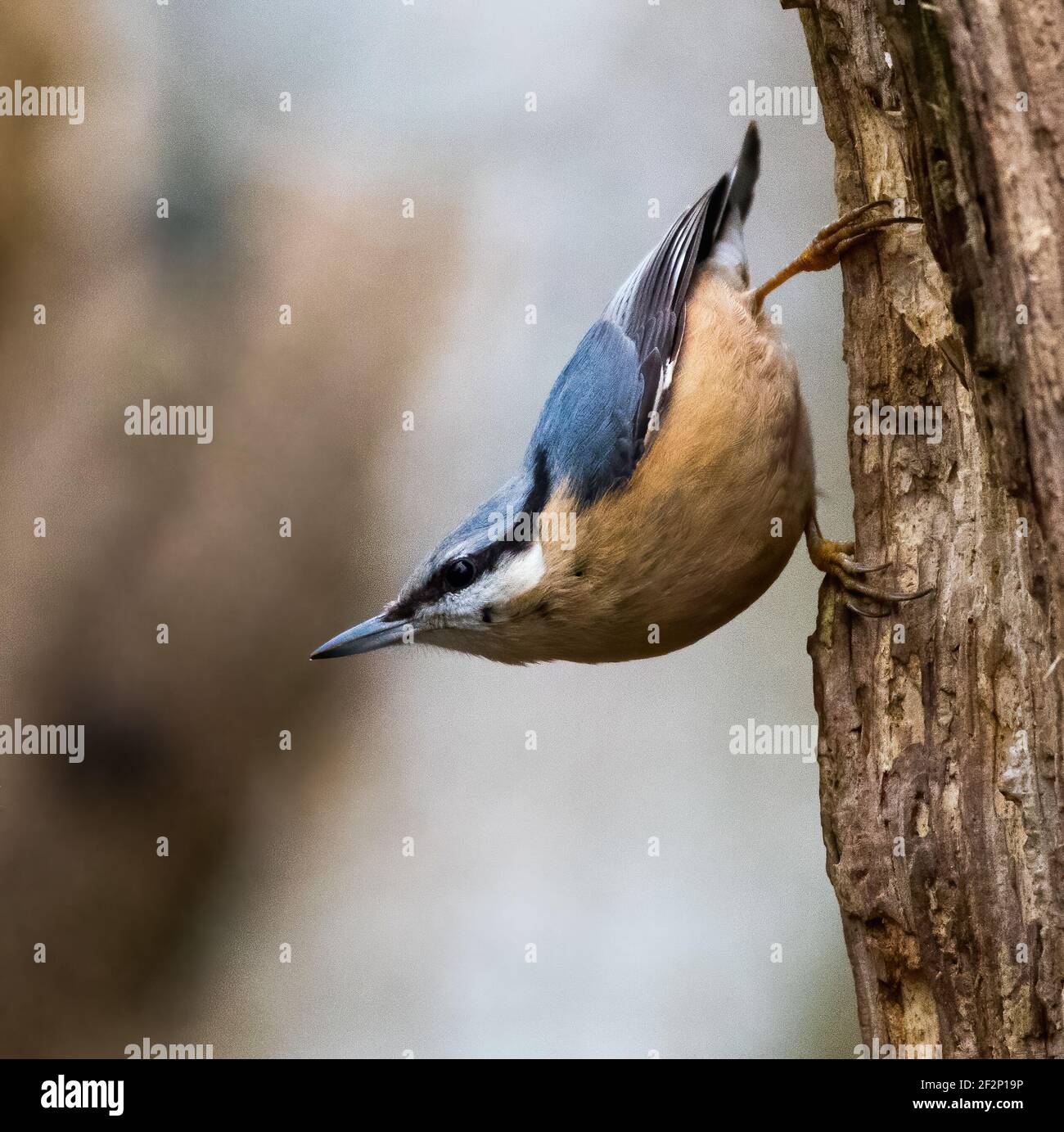 Eurasian nuthatch (Sitta europaea Stock Photo - Alamy