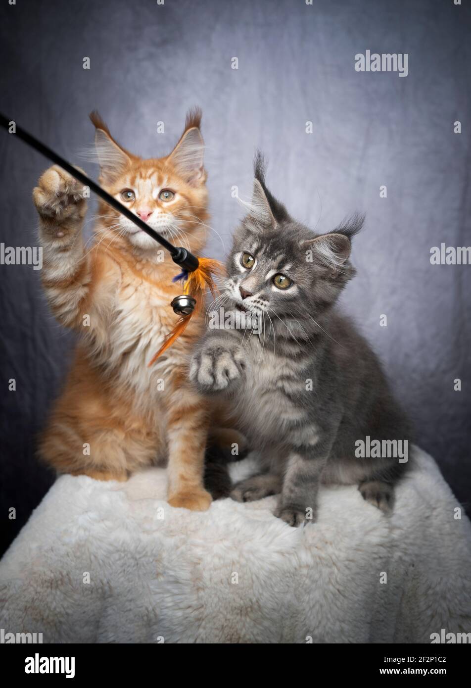 two different colored maine coon kittens playing together with feather ...