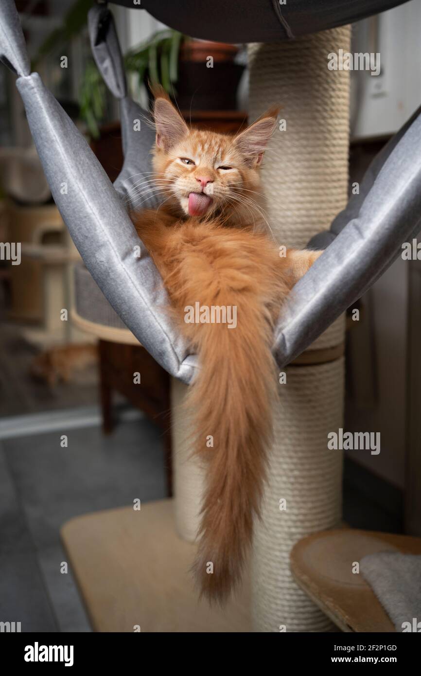 cute ginger orange tabby maine coon kitten resting in hammock grooming ...