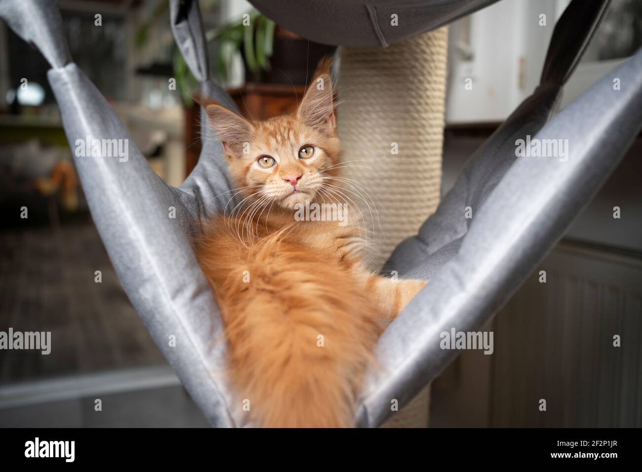 cute orange tabby ginger maine coon kitten resting in hammock of a ...