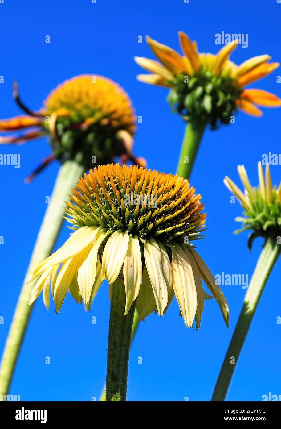 Coneflowers blooming against a blue sky background Stock Photo - Alamy