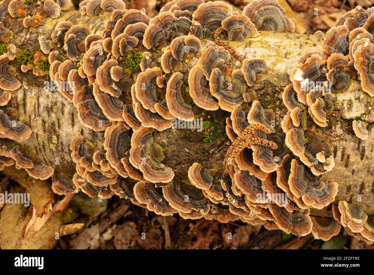 Bracket Fungi, symbolic of colourful patterns in nature, decay and ...