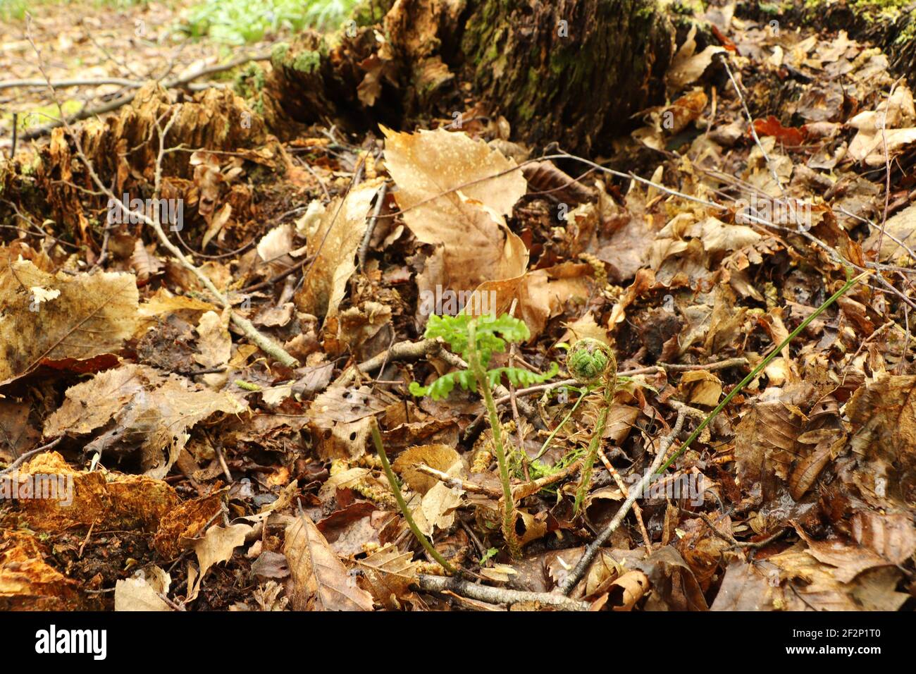Ground level view of the flora on the forest floor Stock Photo - Alamy