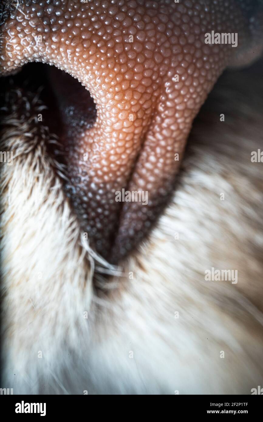 Cats Nose High Resolution Stock Photography and Images - Alamy