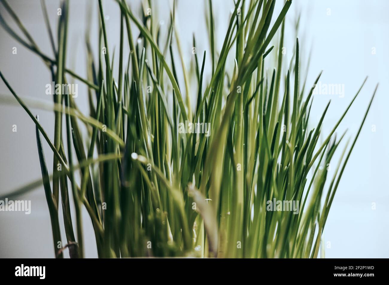 Fresh chives as a plant in a pot Stock Photo - Alamy