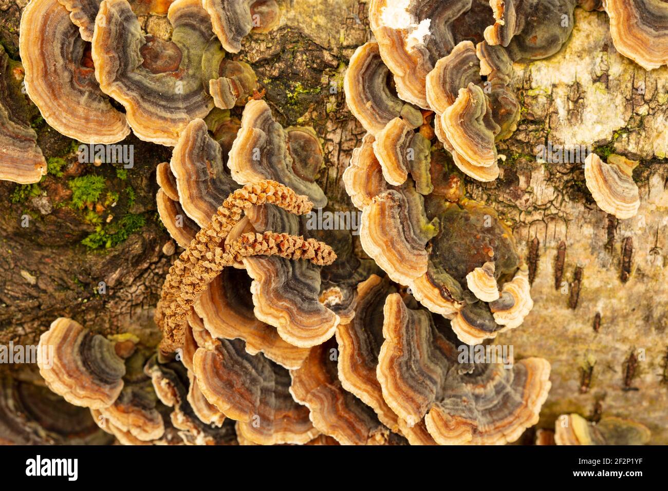 Bracket Fungi, symbolic of colourful patterns in nature, decay and ...