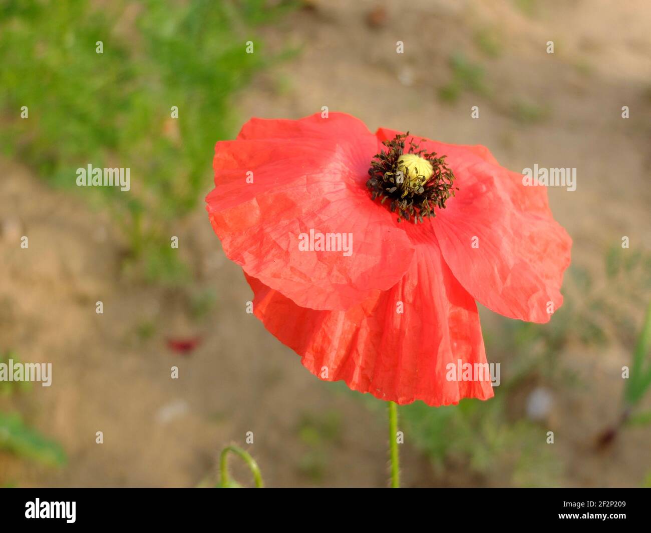 Red corn poppy hi-res stock photography and images - Alamy
