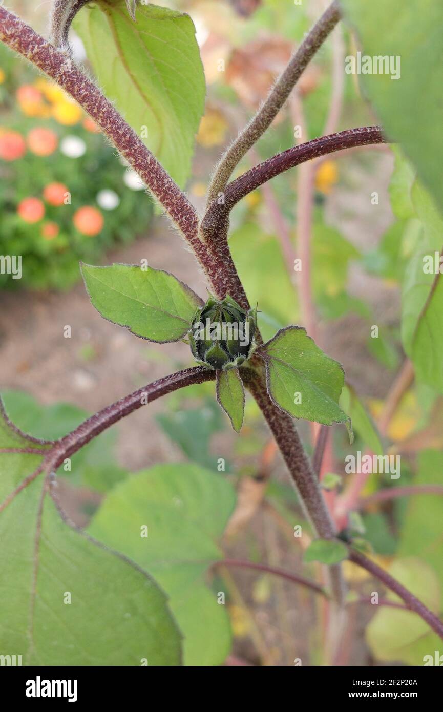 Flower bud in the leaf axil, sunflower (Helianthus annuus Stock Photo ...