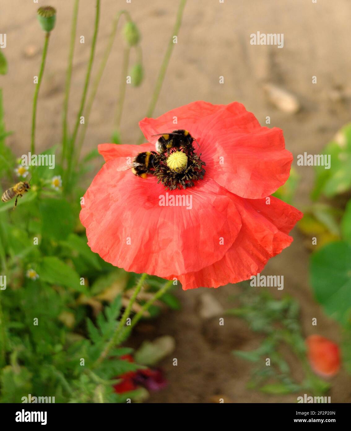 Bumblebee poppy hi-res stock photography and images - Alamy