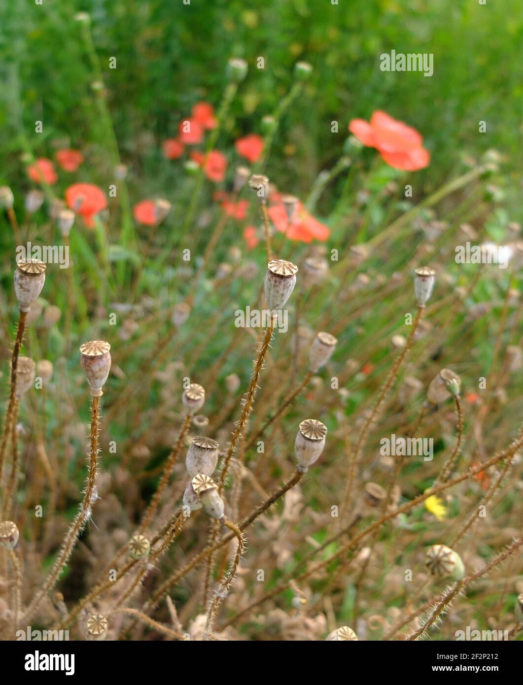 Red Corn Poppy Seeds