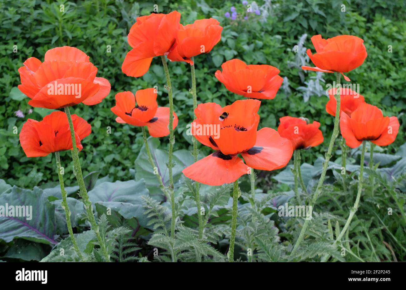 Turkish poppy 'Rembrandt' (Papaver orientale) in the flowerbed Stock ...