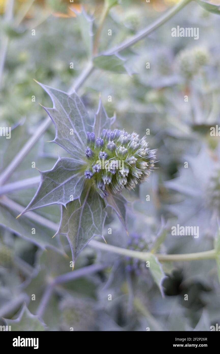 Sea thistle (Eryngium maritimum) in flower Stock Photo - Alamy