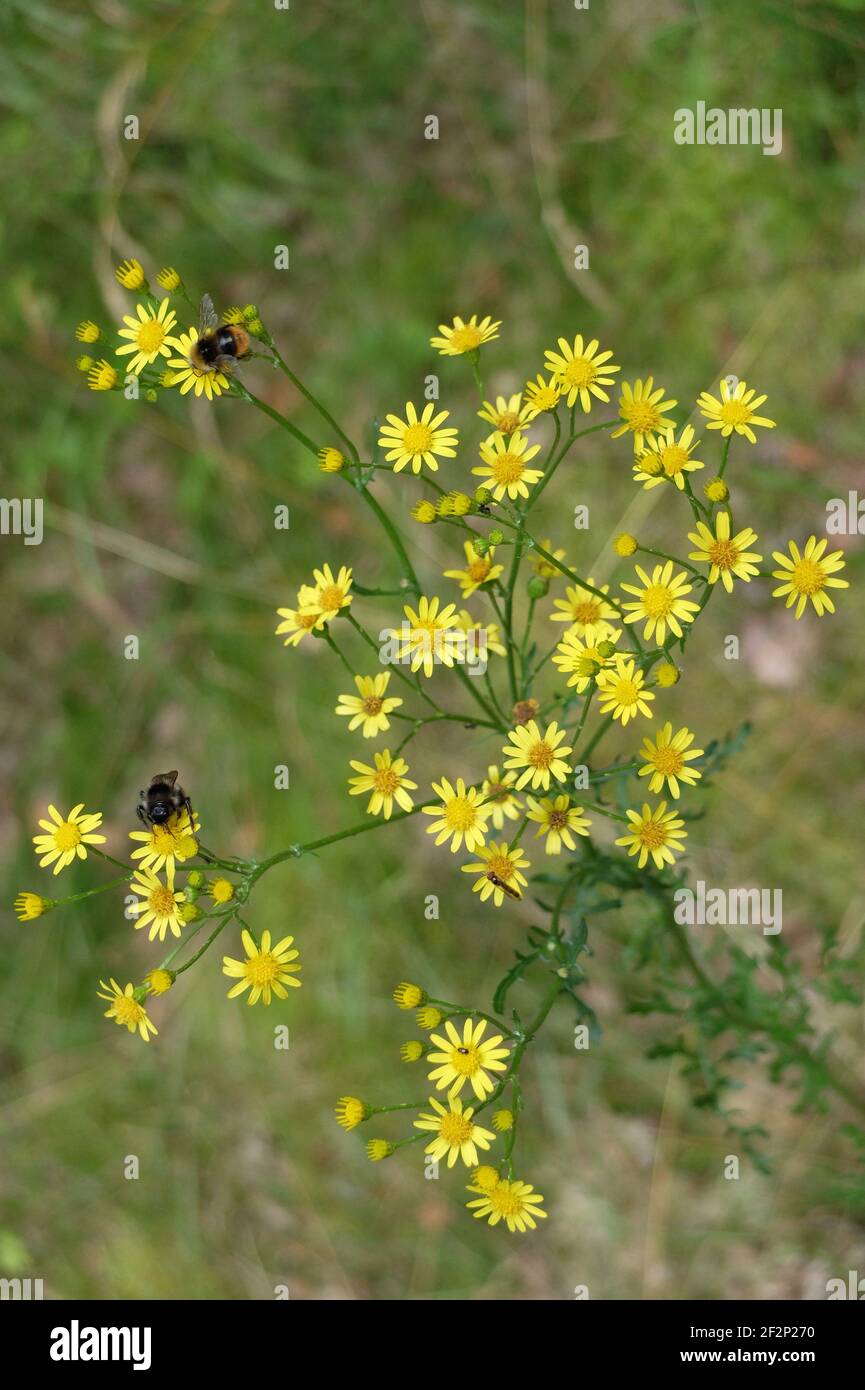 Jacobs ragwort (Senecio jacobaea Stock Photo - Alamy