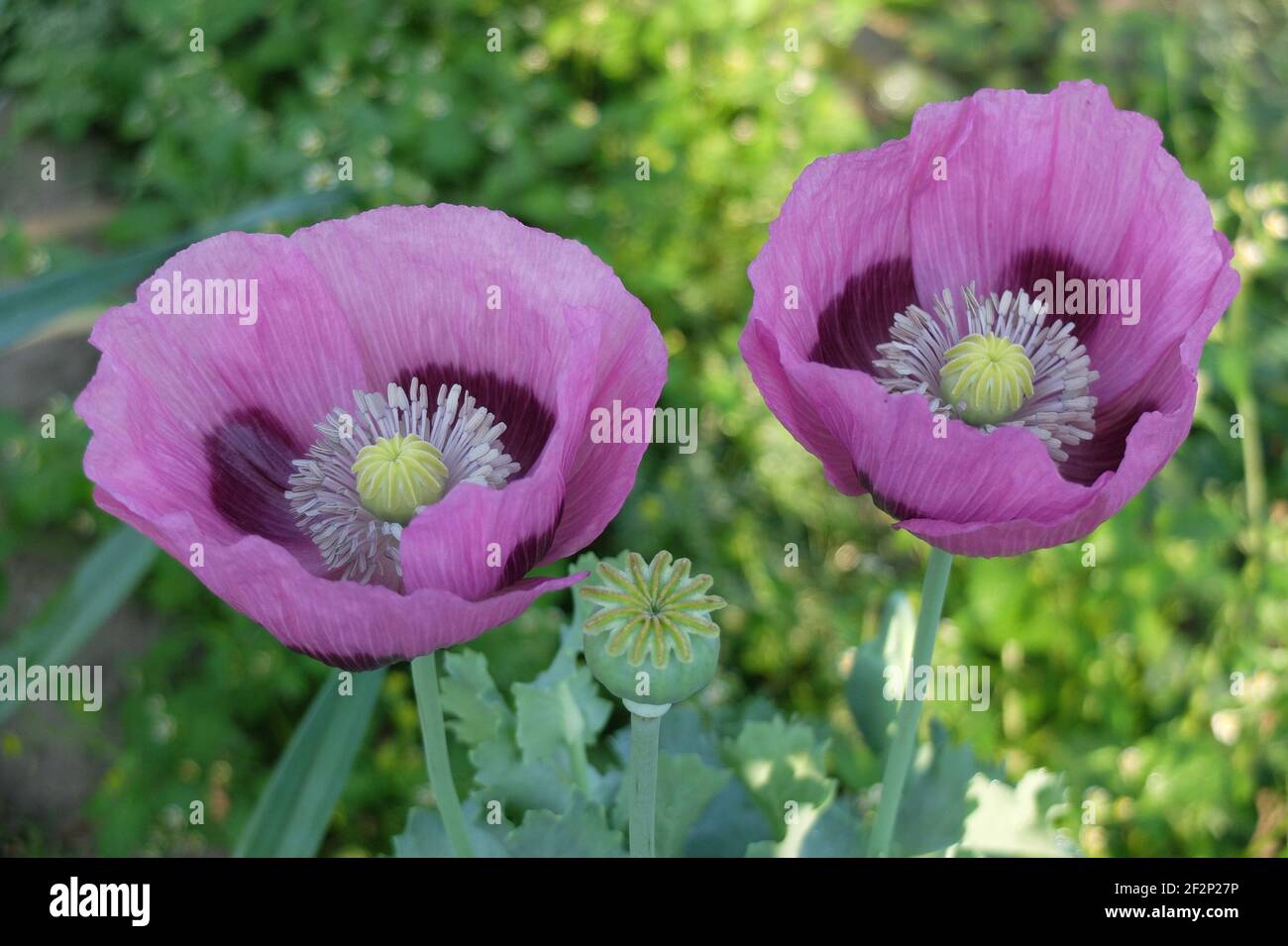 Opium poppy (Papaver somniferum), pink flower Stock Photo - Alamy