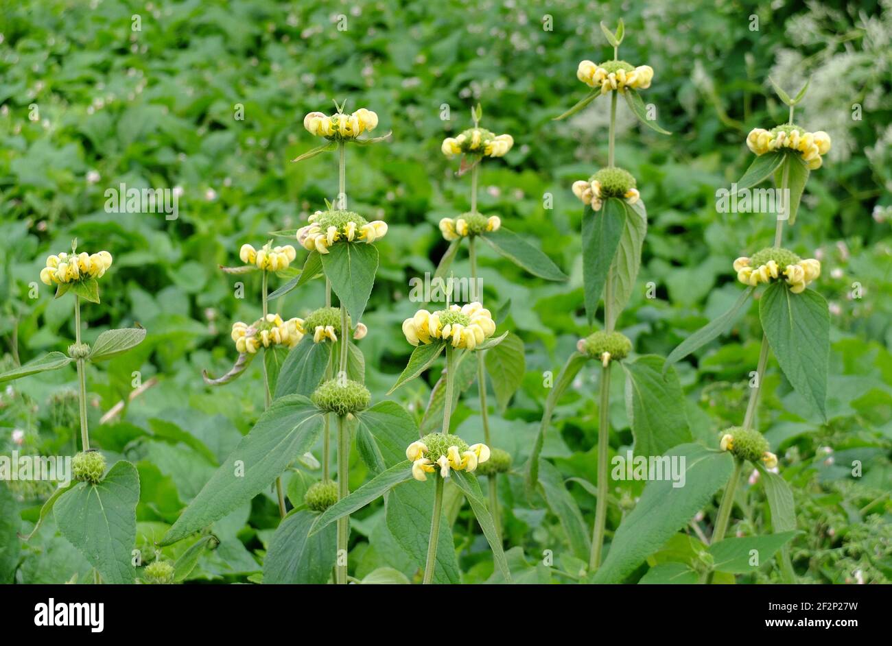 Syrian plant hi-res stock photography and images - Alamy