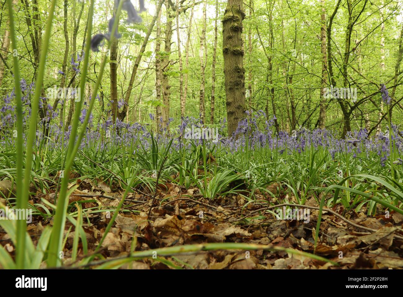 Ground level view of the flora on the forest floor Stock Photo - Alamy