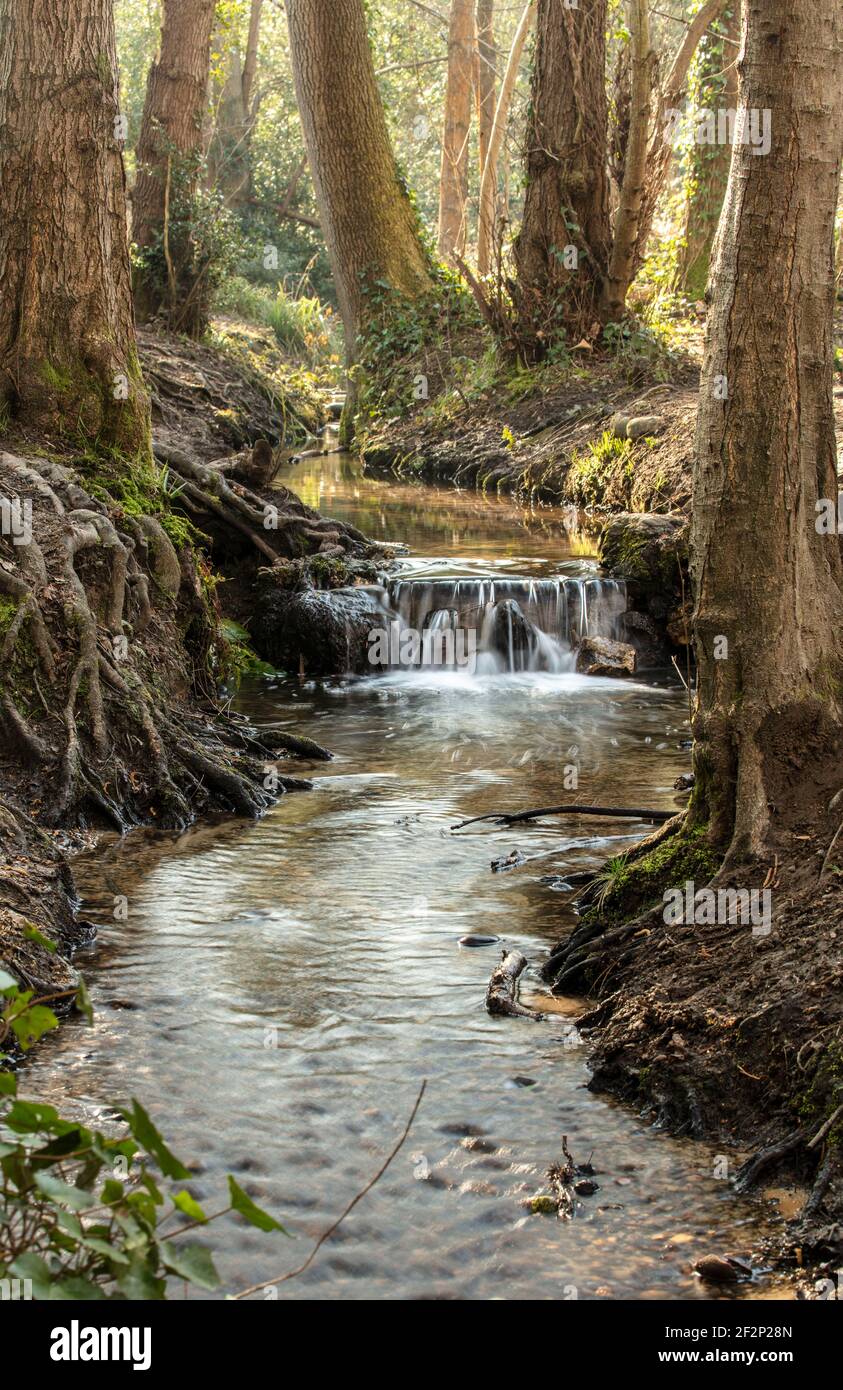 Intimate woodland waterfall and small stream with solid objects and ...