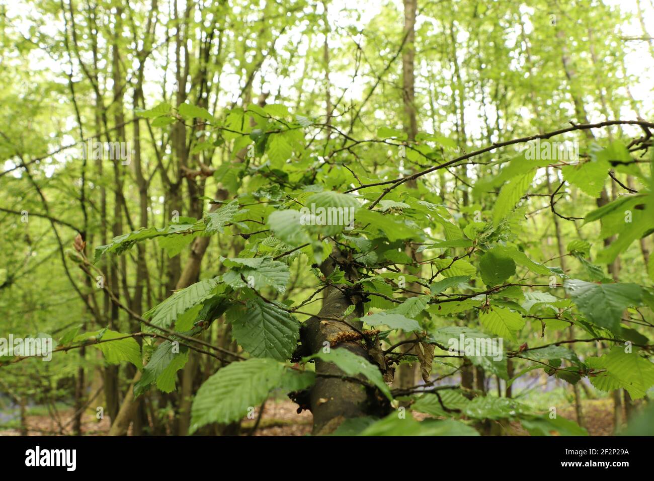 Ground level view of the flora on the forest floor Stock Photo - Alamy