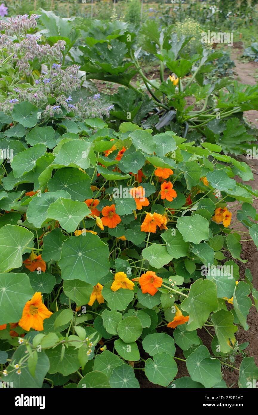 The great nasturtium (Tropaeolum majus) in the vegetable patch, behind: zucchini (Cucurbita pepo ...