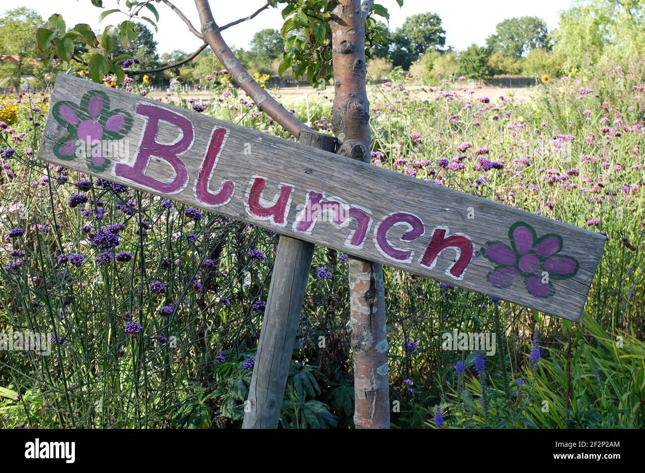 Wooden sign 'Flowers' on a flower meadow Stock Photo - Alamy