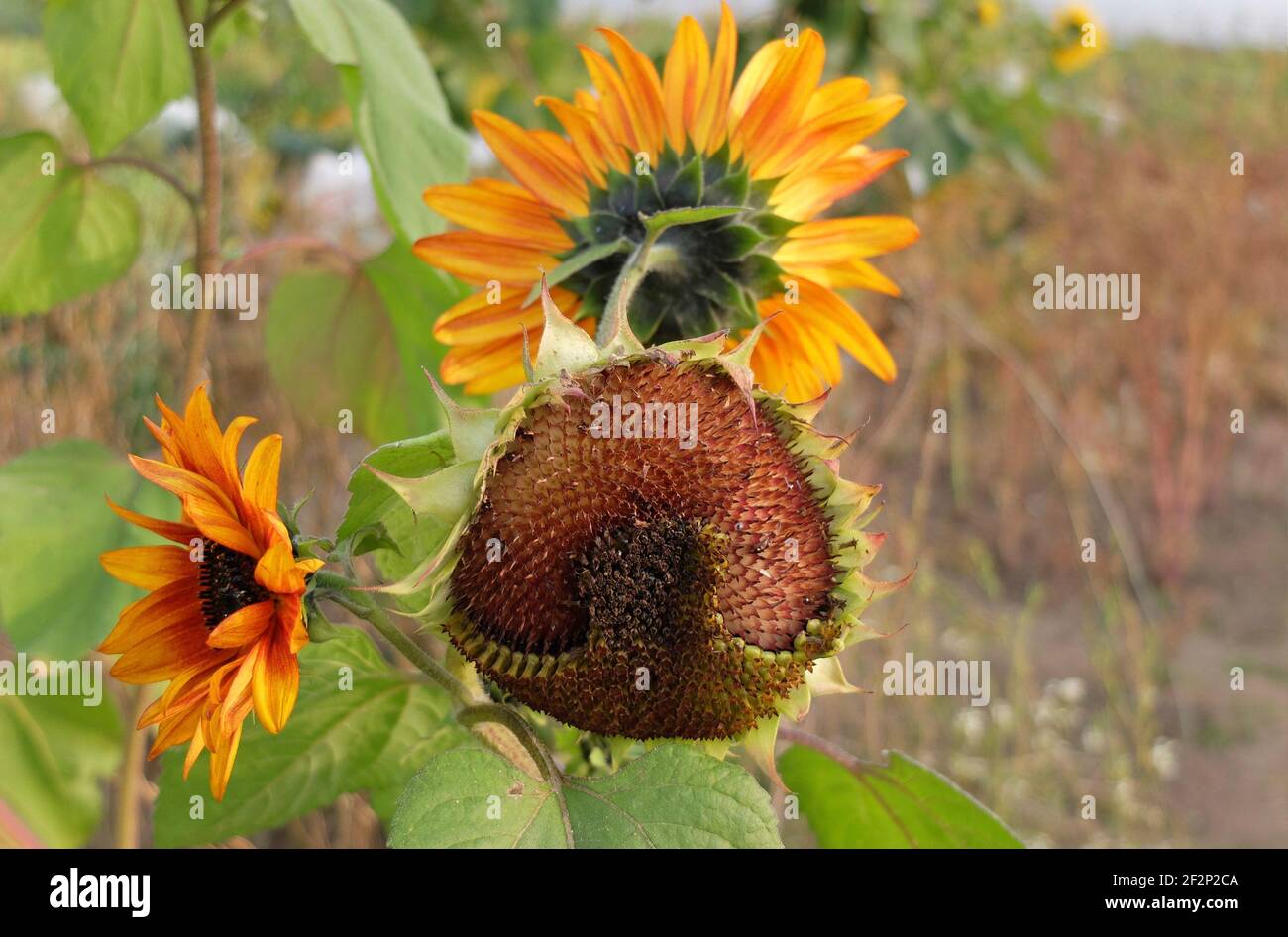 Ripe sunflower (Helianthus annuus) in the garden Stock Photo - Alamy