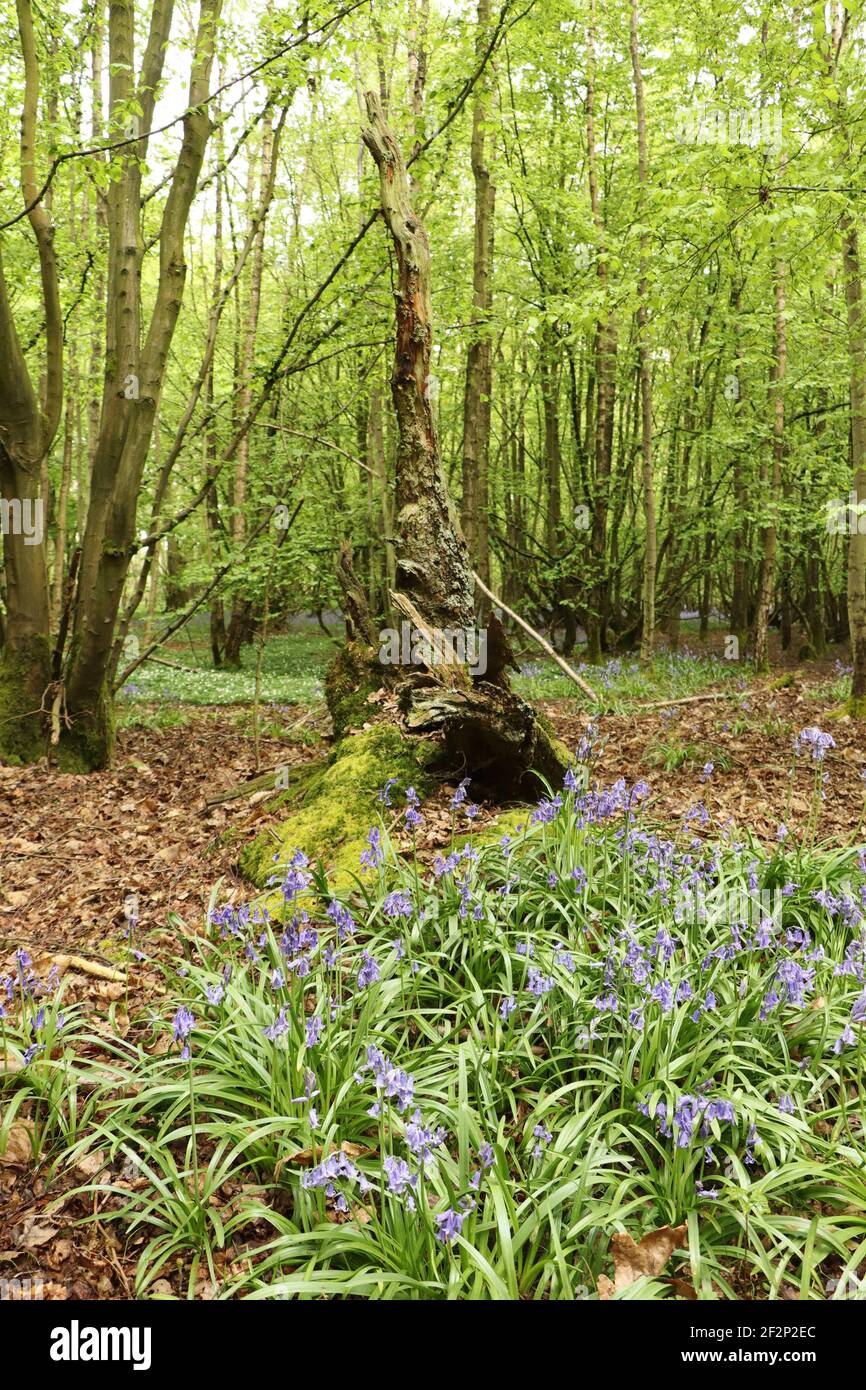Ground level view of the flora on the forest floor Stock Photo - Alamy