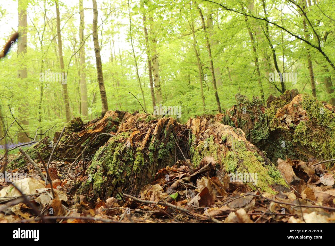 Ground level view of the flora on the forest floor Stock Photo - Alamy