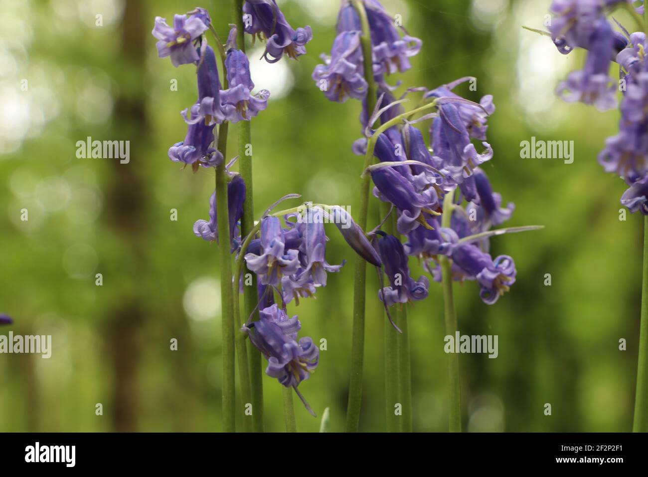Ground level view of the flora on the forest floor Stock Photo - Alamy