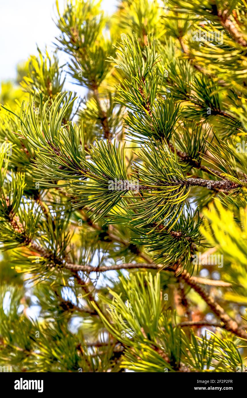 Needles from a tree hi-res stock photography and images - Alamy