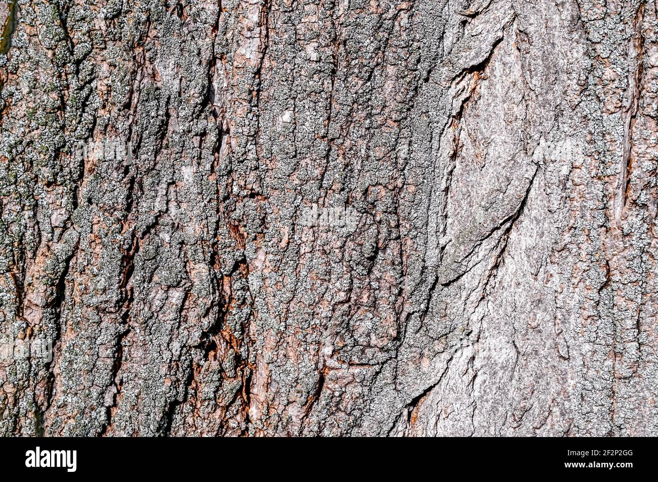 The bark from a tree Stock Photo - Alamy
