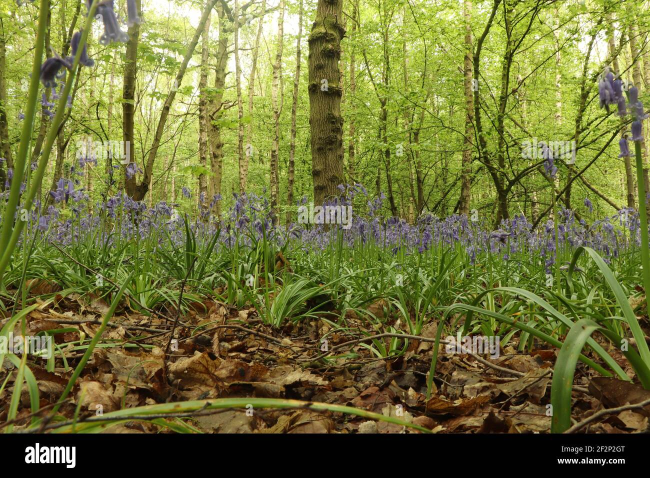 Ground level view of the flora on the forest floor Stock Photo - Alamy