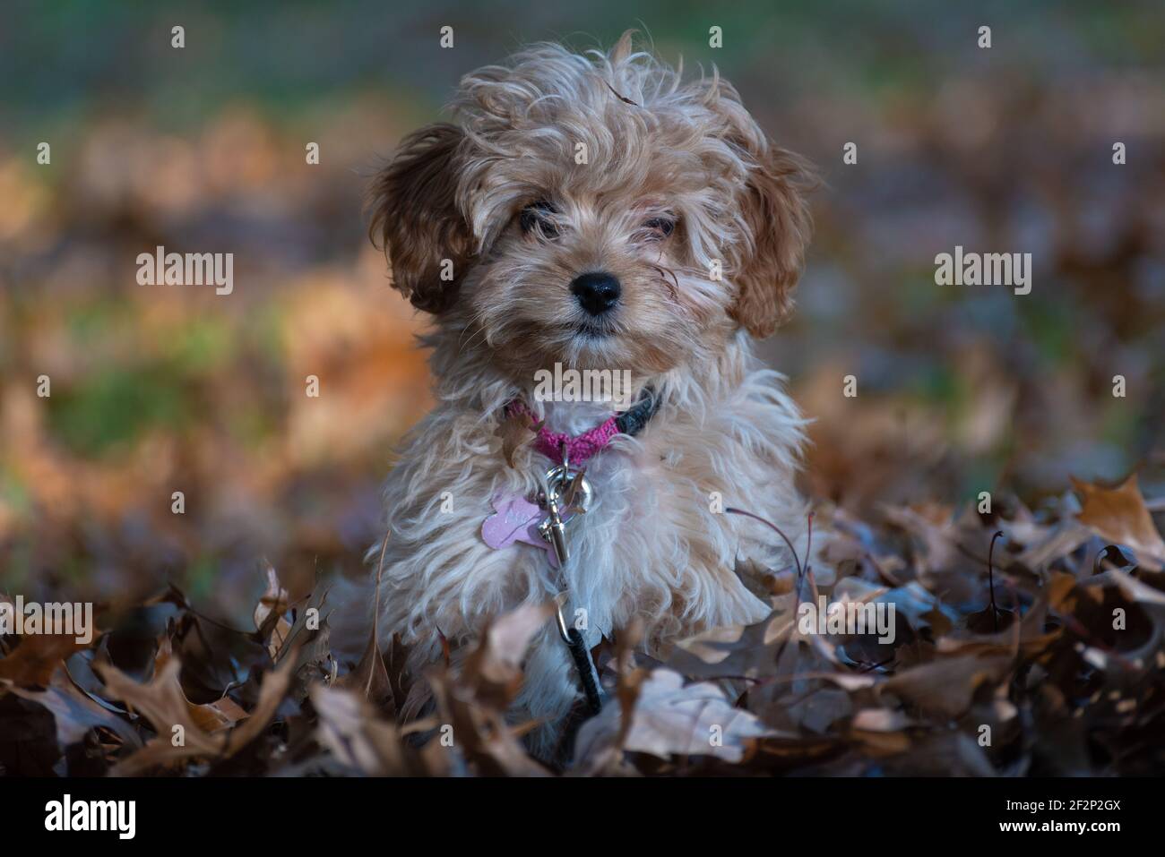 Cavoodle hi-res stock photography and images - Alamy