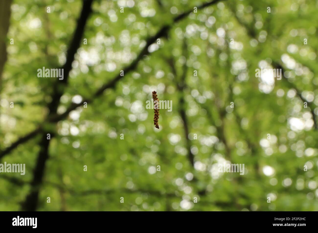 Hanging from a thin branch hi-res stock photography and images - Alamy