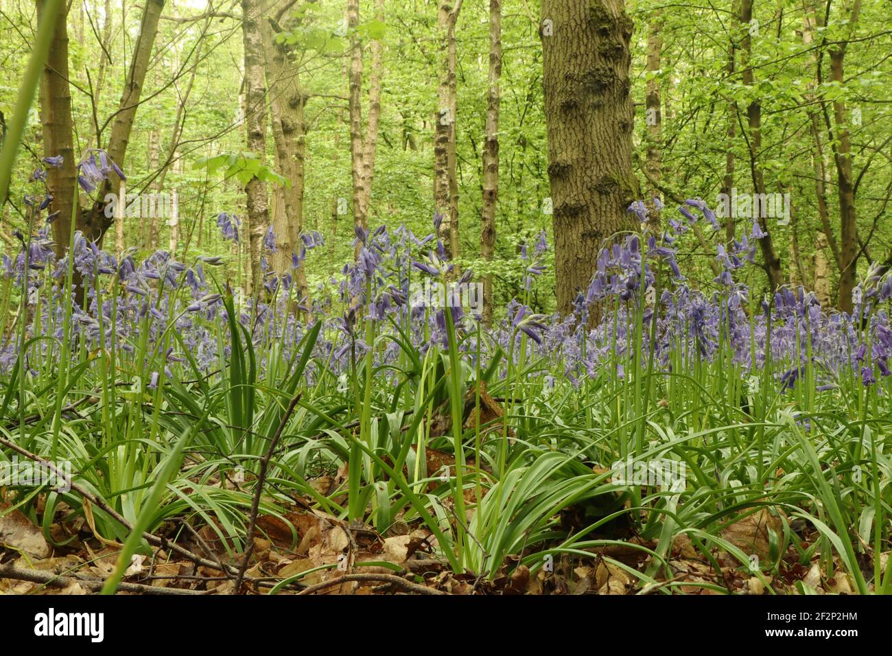 Ground level view of the flora on the forest floor Stock Photo - Alamy