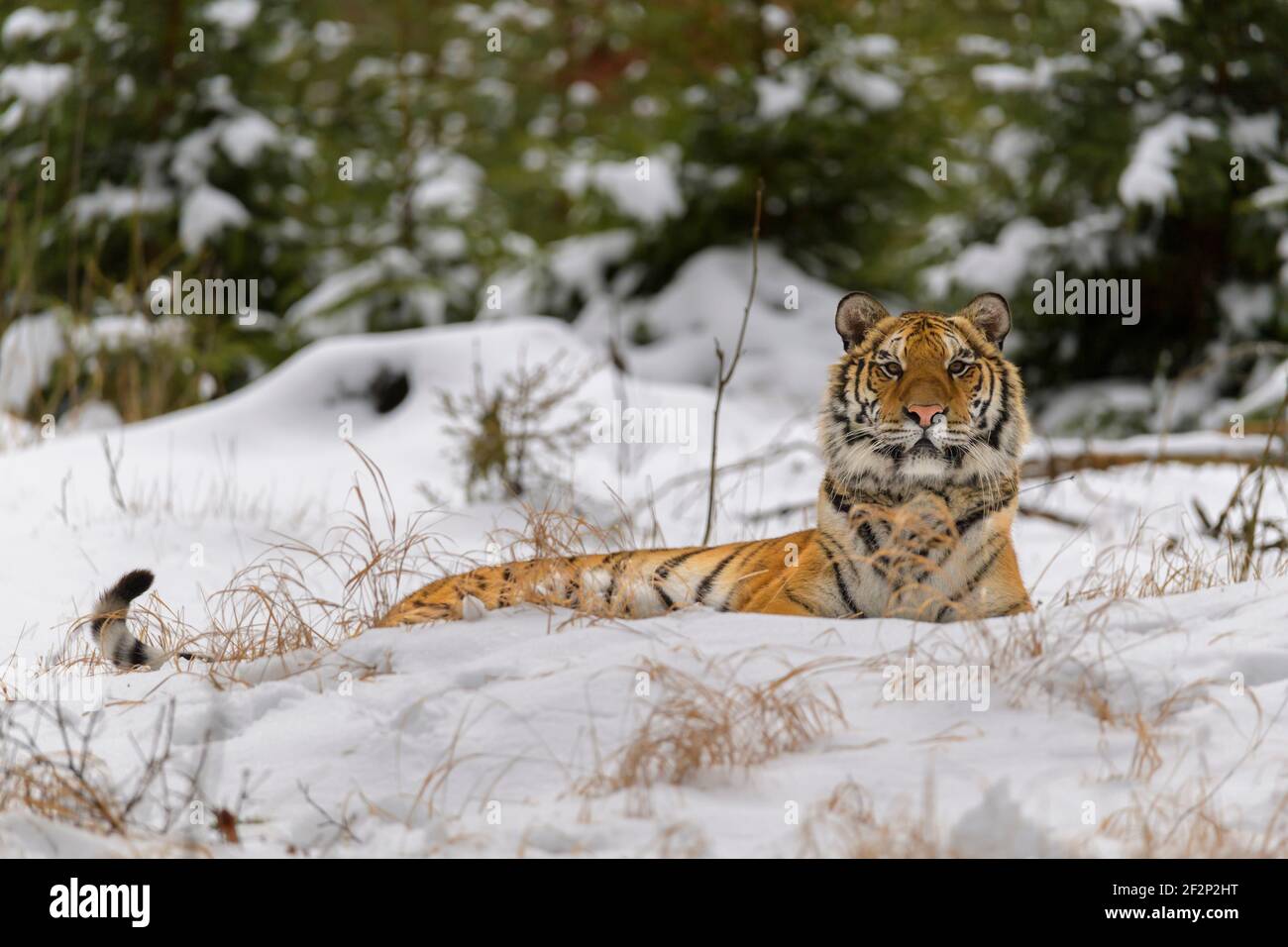 Siberian tiger, Panthera tigris altaica, in winter Stock Photo - Alamy