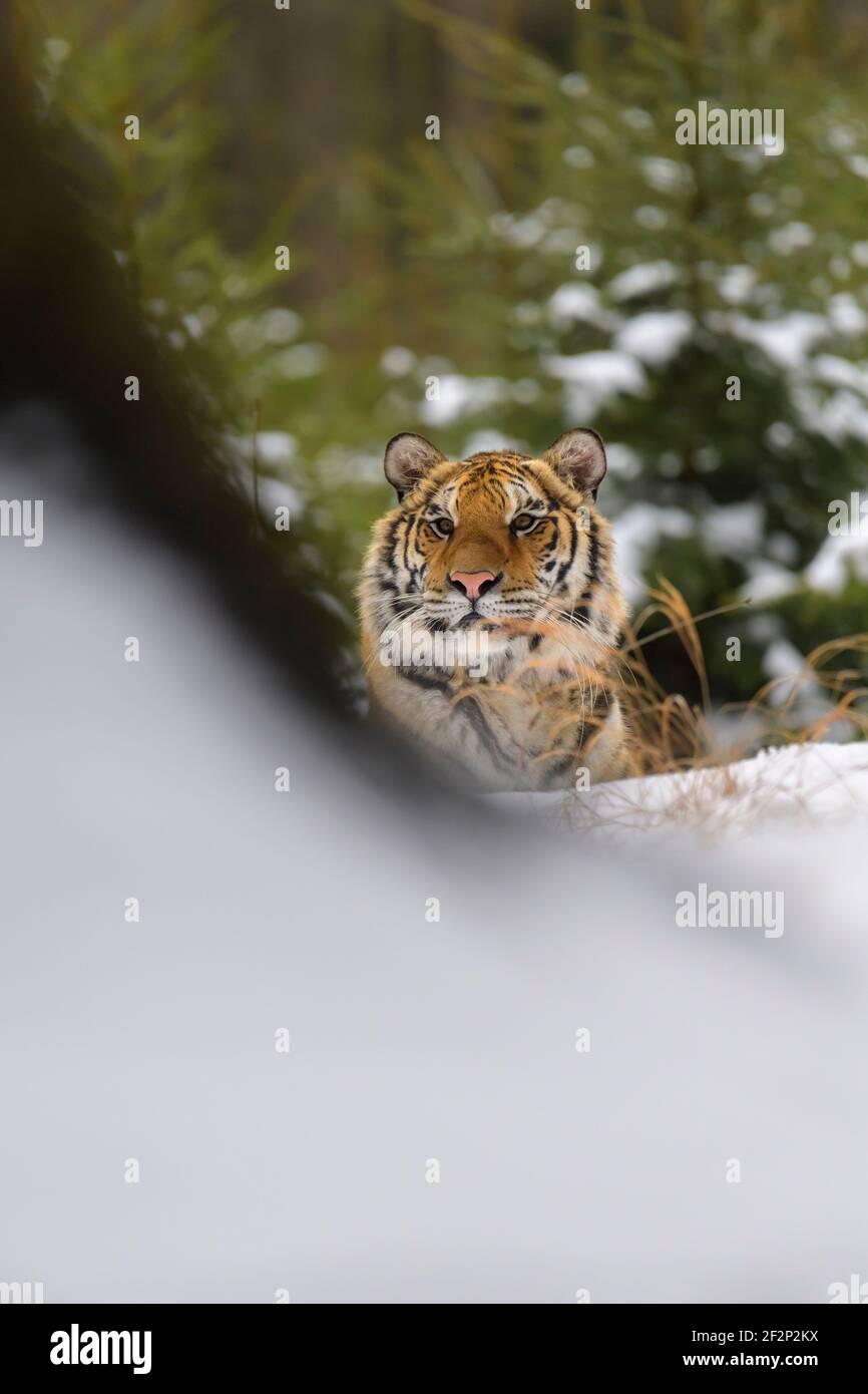 Siberian tiger snow forest hi-res stock photography and images - Alamy